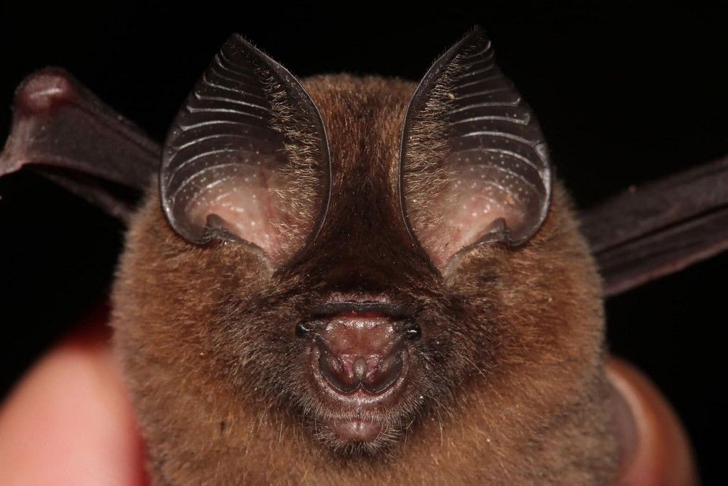 'Eyelash viper', leaf-nosed bat among new species found in Mekong