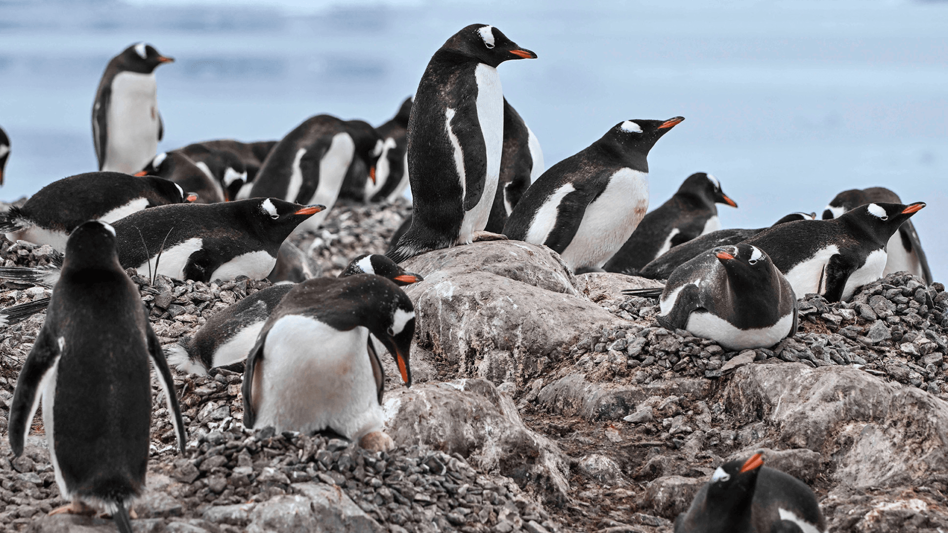 Penguins bring forward breeding season as Antarctica warms: study