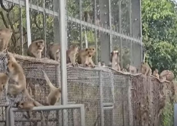 100 escaped monkeys cause commotion in Lop Buri
