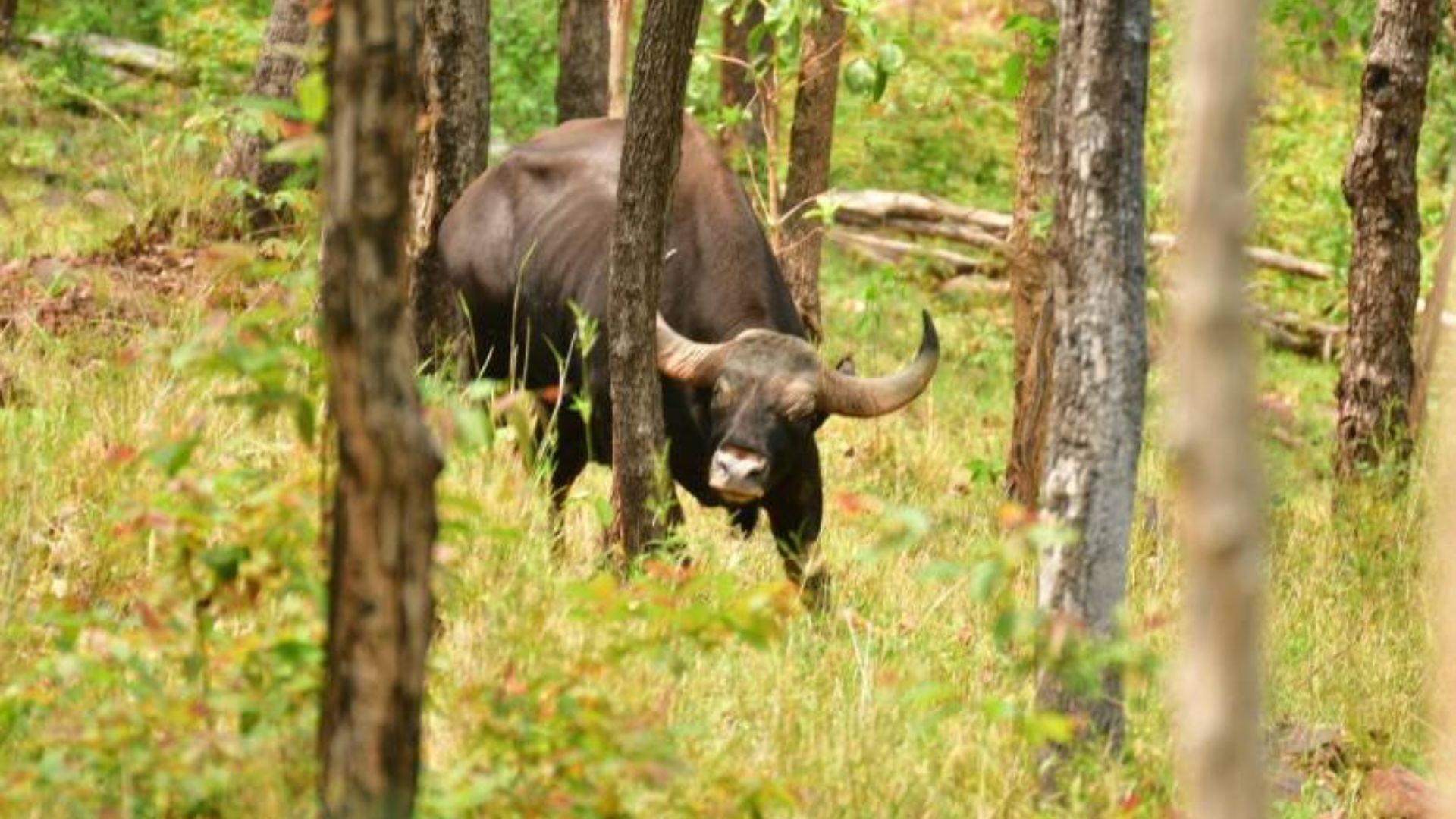 Gaur with eye infection returns to the jungle after treatment
