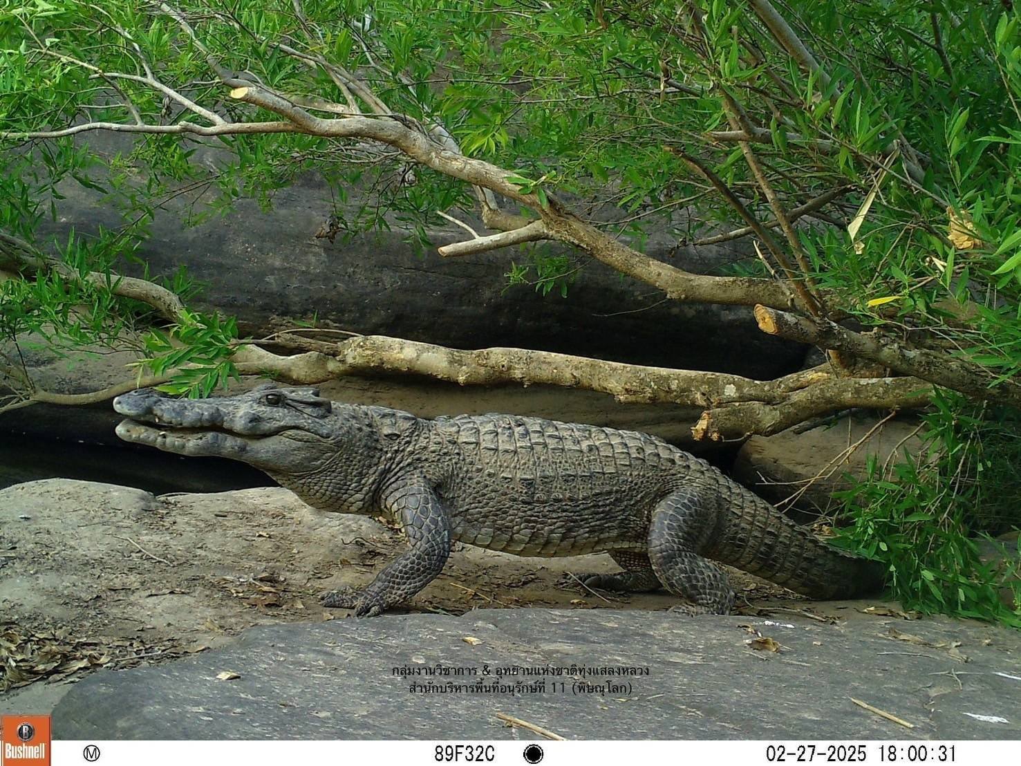 Rare crocodile captured by camera trap in Phitsanuloke national park