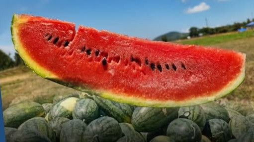 Koh Sukorn watermelon listed as new Thai GI product