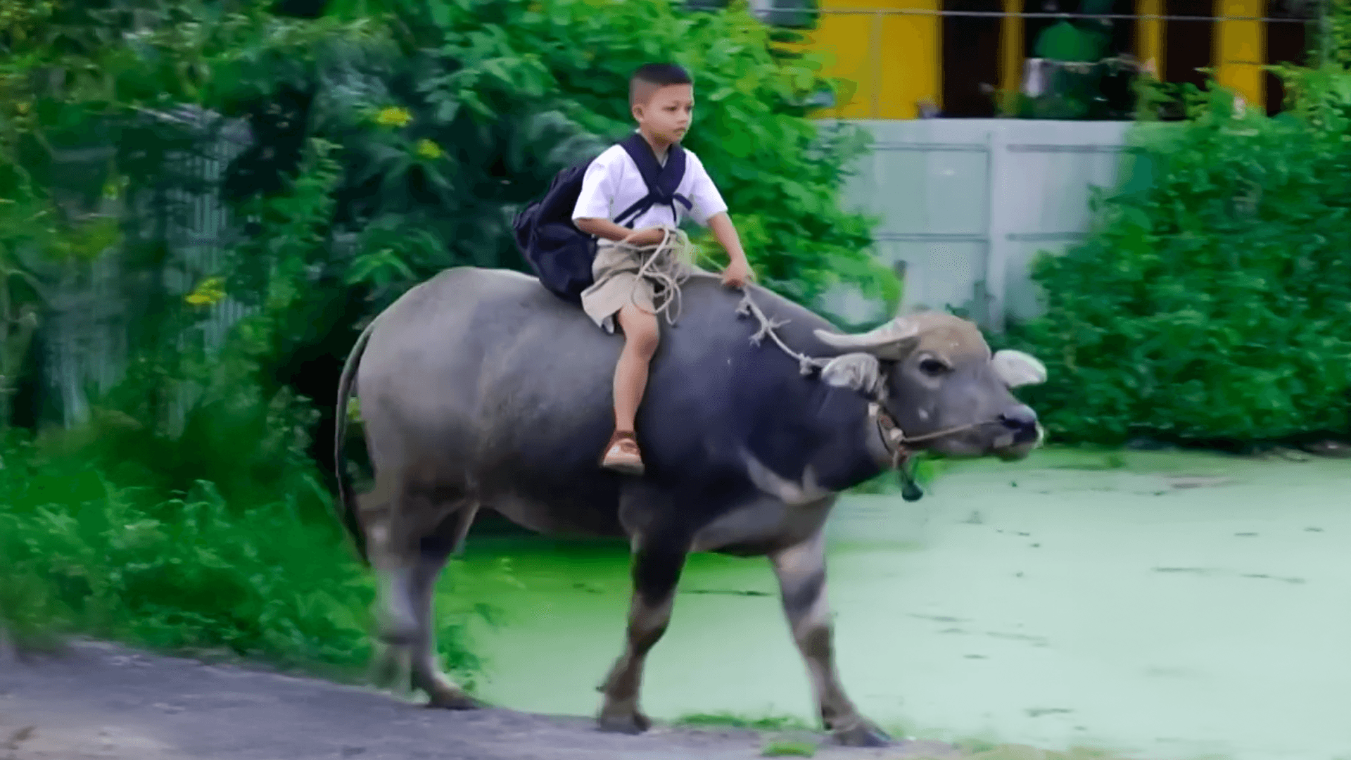 A unique ride to school: On the back of a buffalo