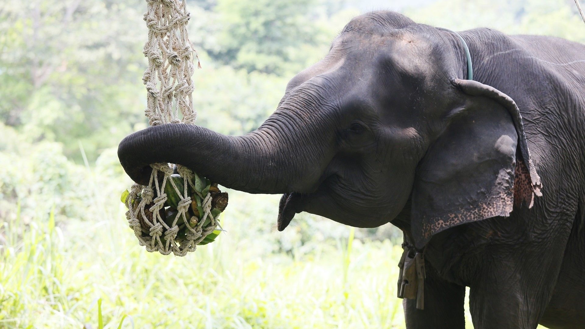 From Chains to Freedom: A sanctuary redefines elephant tourism