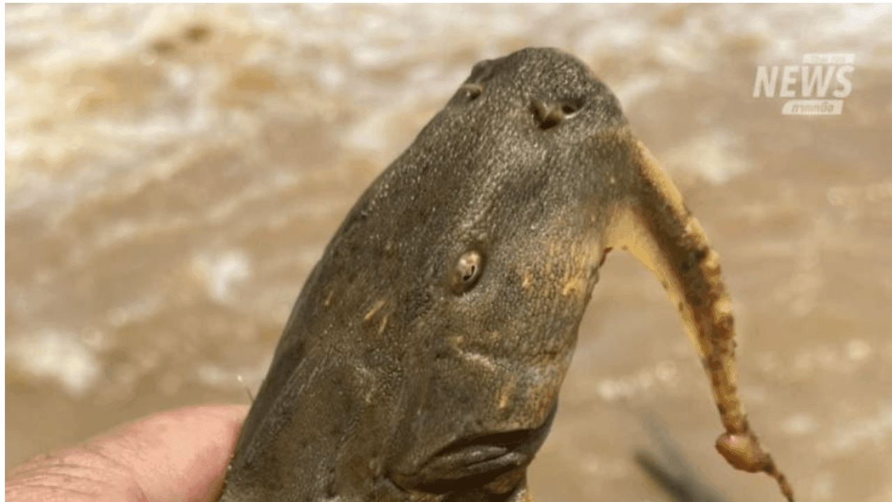 Mekong River fish deformations caused by parasite, not toxins
