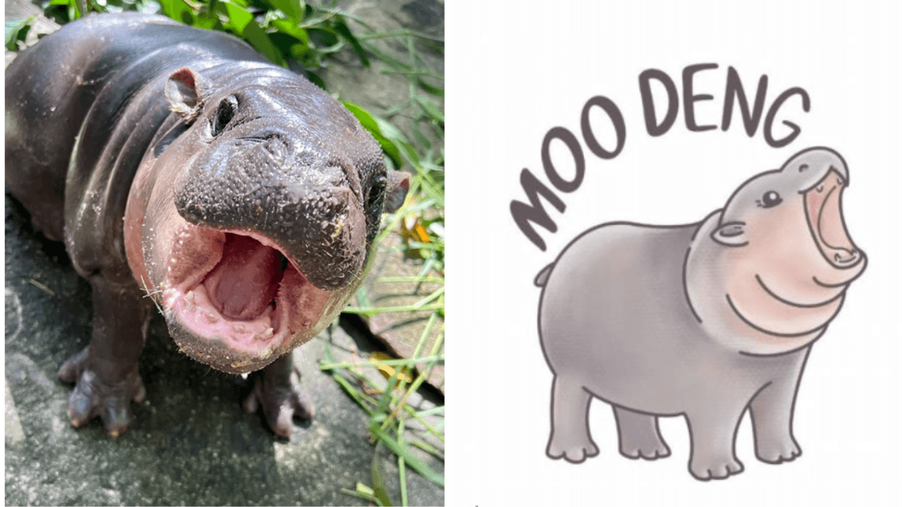 Moo Deng trademark granted to initial 38 entities, more expected soon