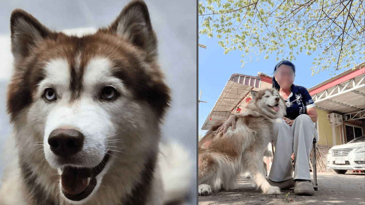 Netizens rally for justice after husky set on fire in Songkhla