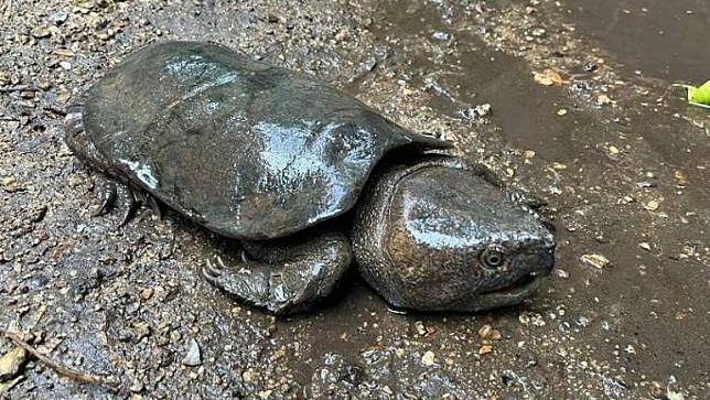 Injured endangered turtle being treated at clinic in Phrae