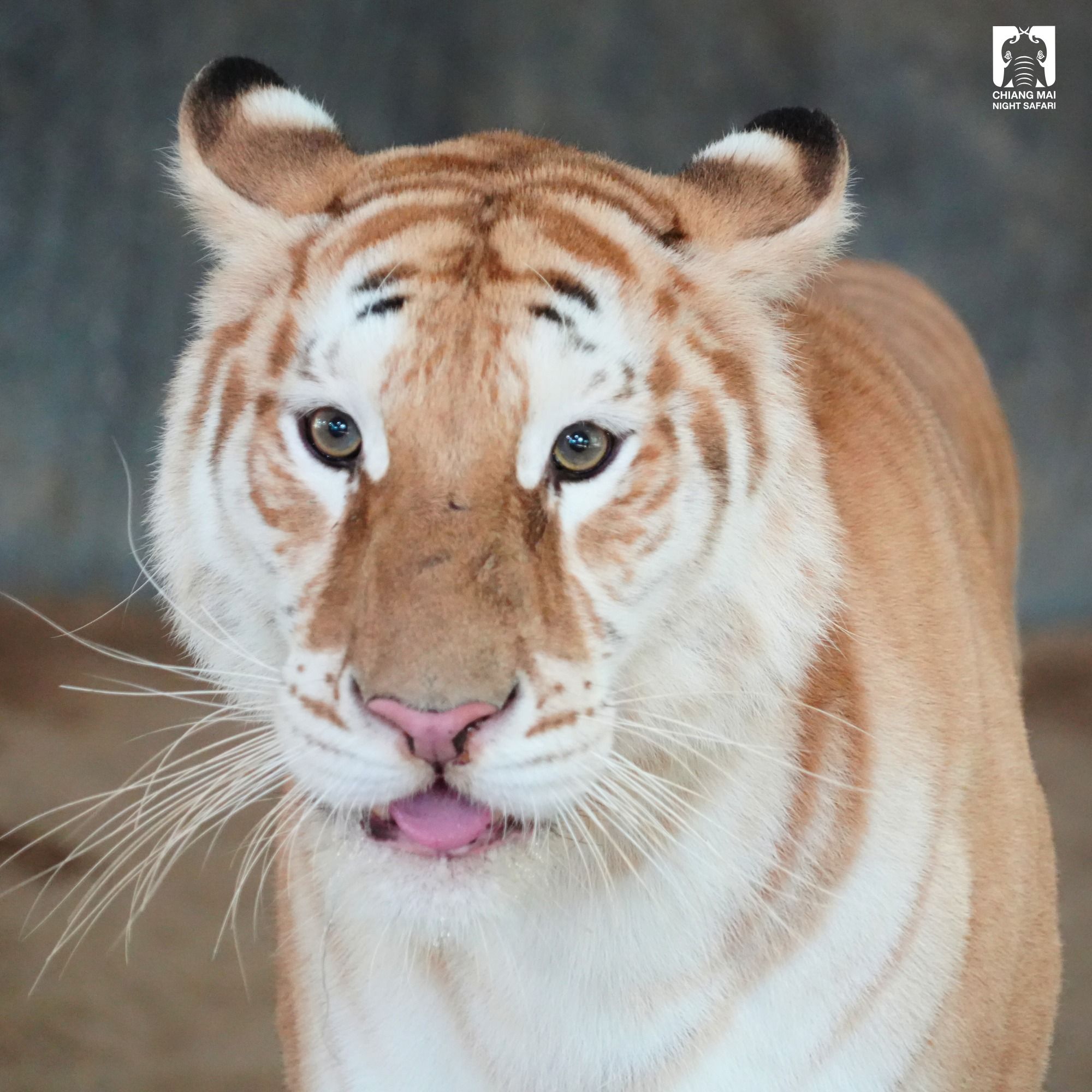 Golden big cat Ava of Chiang Mai night Safari steals hearts with her ...