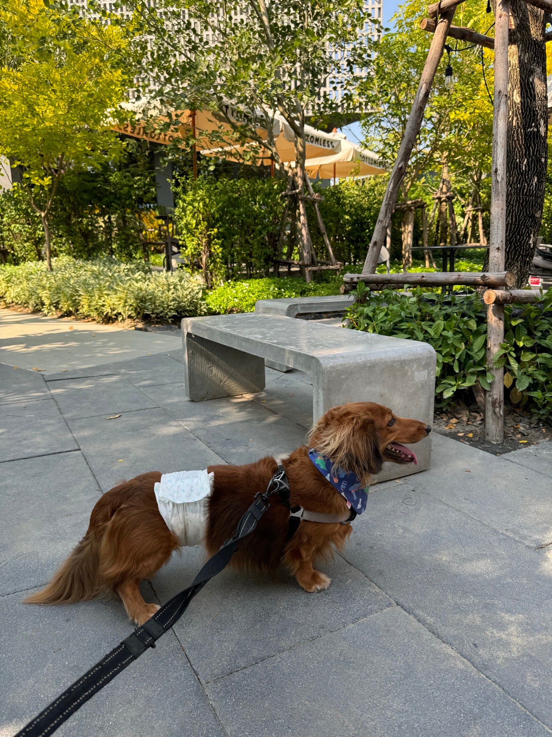 Animal cafés – a source of joy and worry