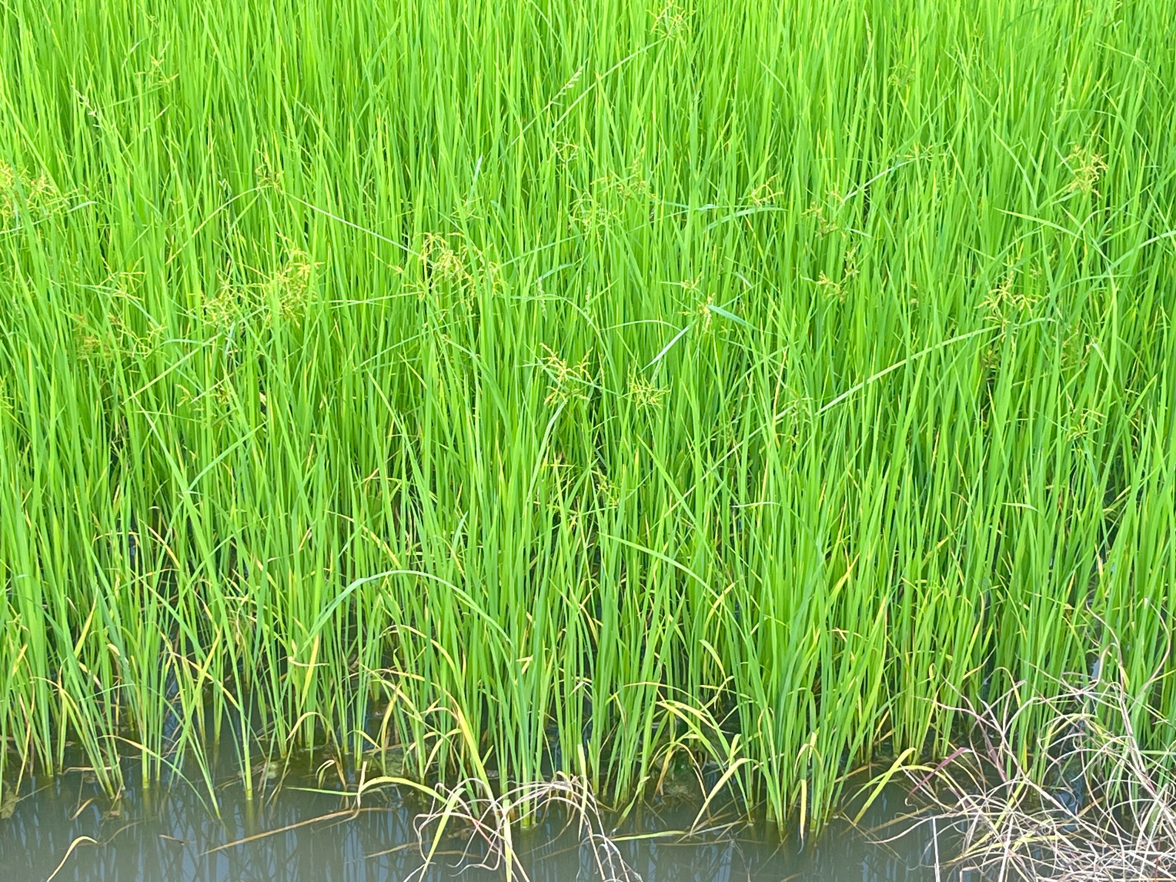 Empowering smallholder rice farmers through community support