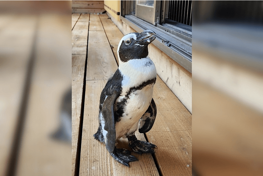 'Miracle' Japan penguin found two weeks after escape