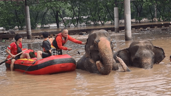 Hope and heartbreak in rescue efforts for elephants in flooded Chiang Mai