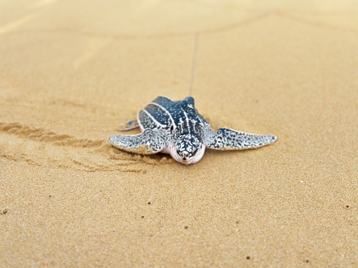 Baby Leatherback Sea Turtles
