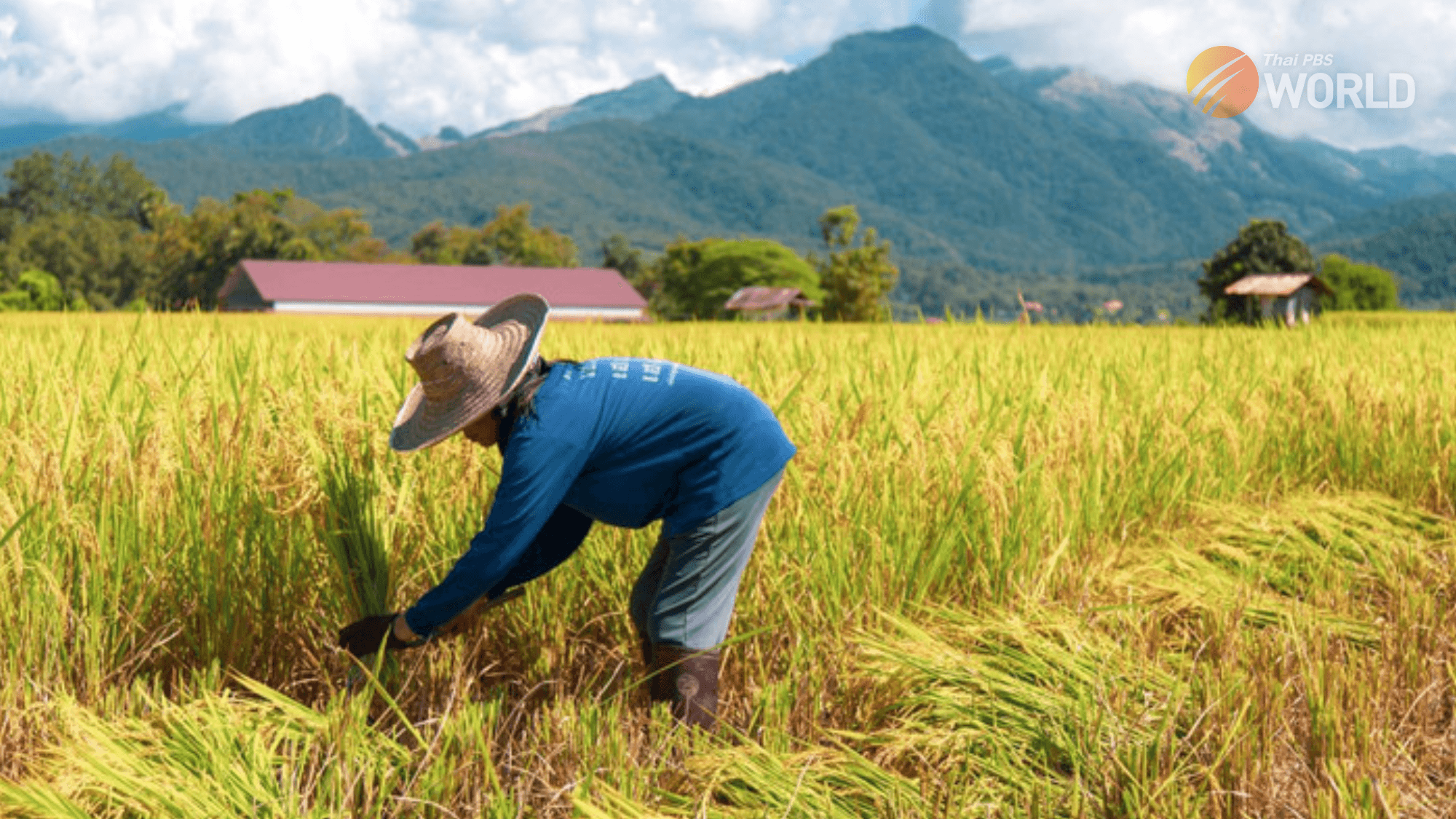 Rice policy subcommittee dismisses rice farmers’ price guarantee proposal
