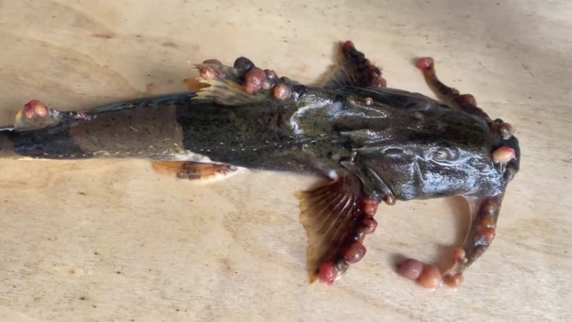 More deformed fish found in Kok, Sai, Mekong and Ruak rivers