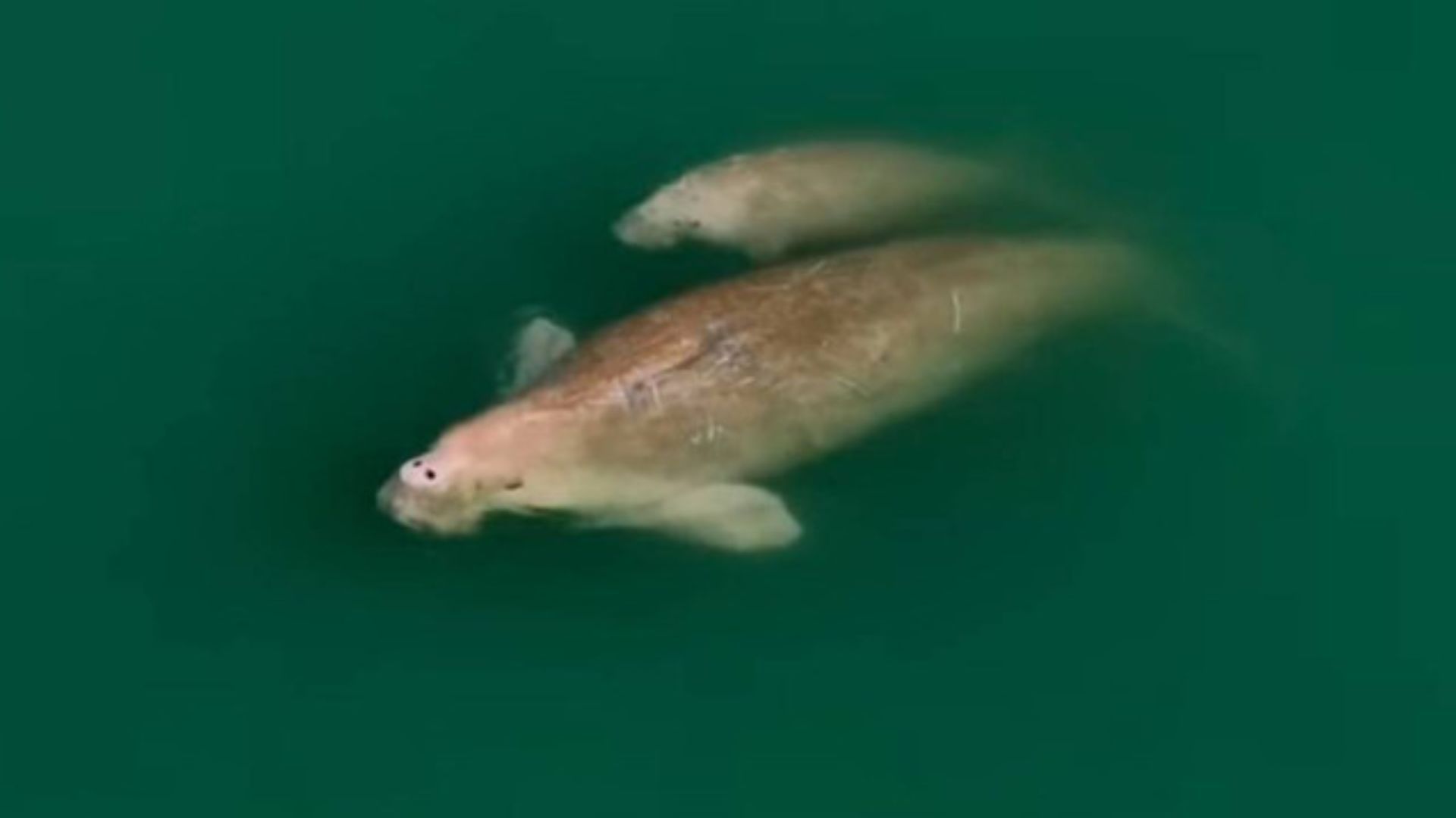 Dugongs returning to Phuket