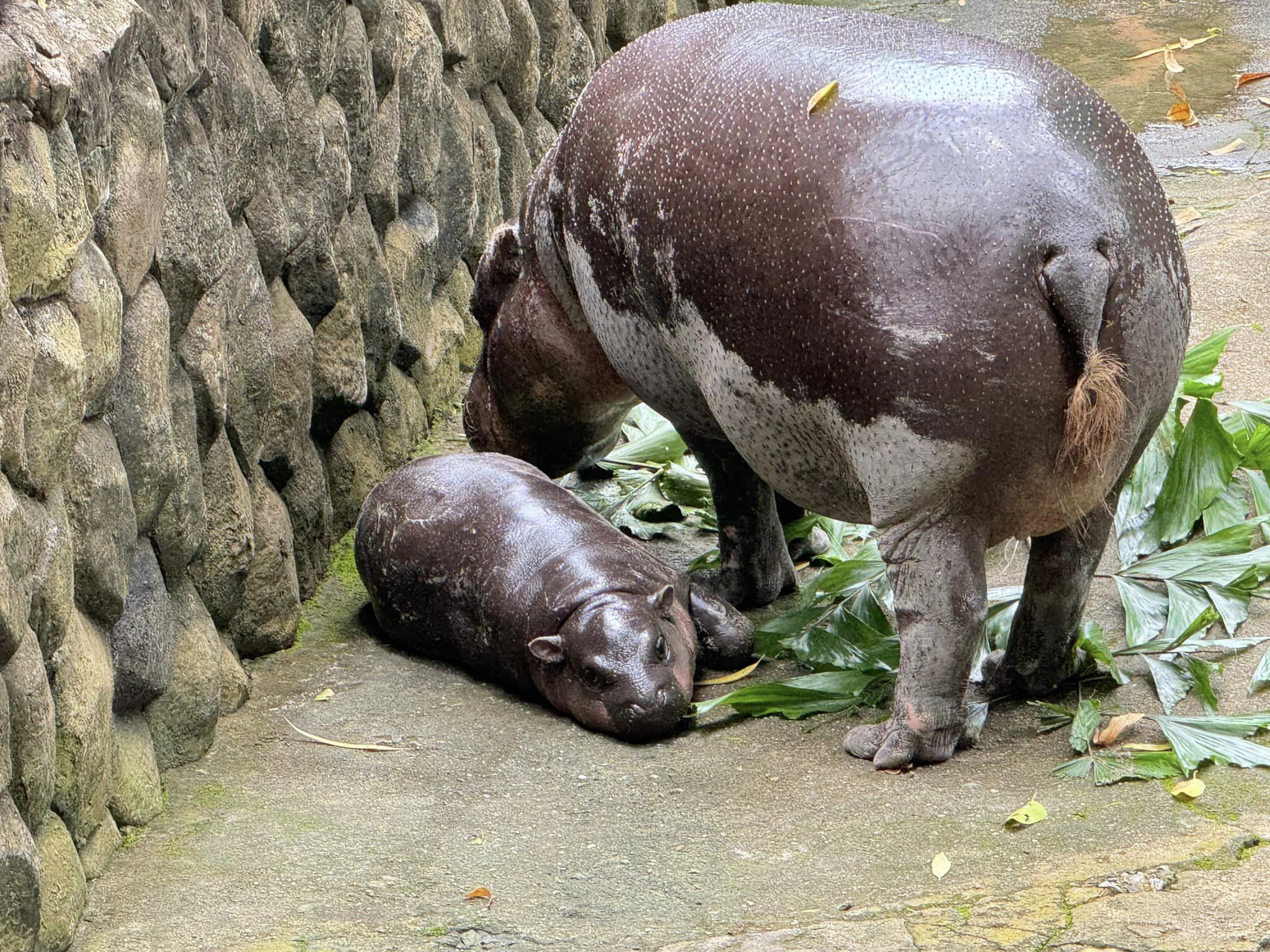 “Moo Deng” - the irresistible star of Khao Kheow Zoo