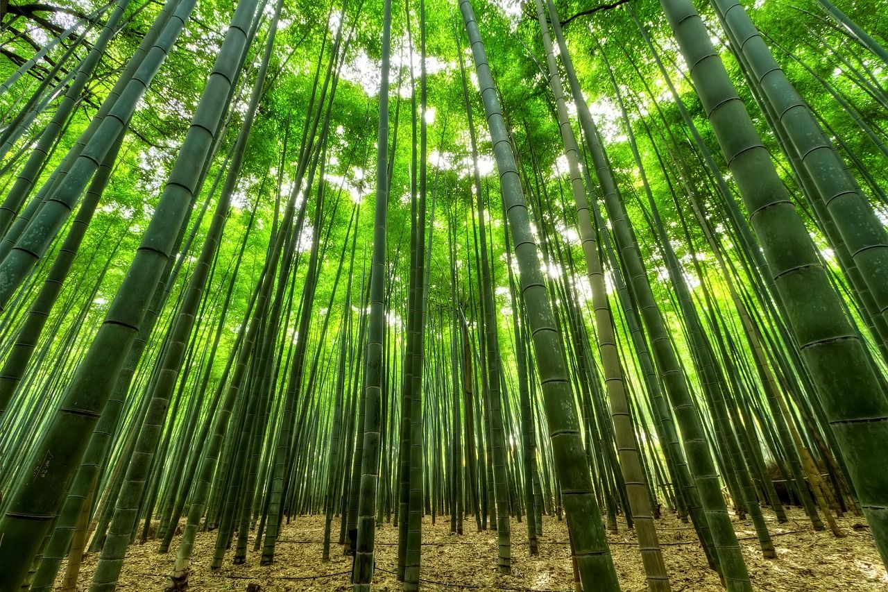 Bending Without Breaking: Lanna fans and other bamboo traditions