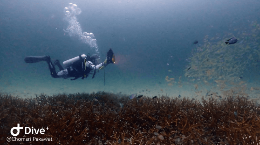 New diving rules introduced to protect marine life