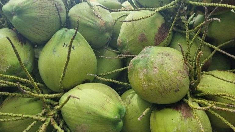 "Aromatic coconut” registered as new Thai GI product