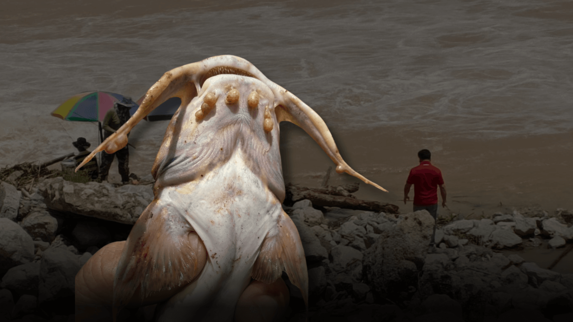 Fish caught in arsenic-contaminated Kok River not selling