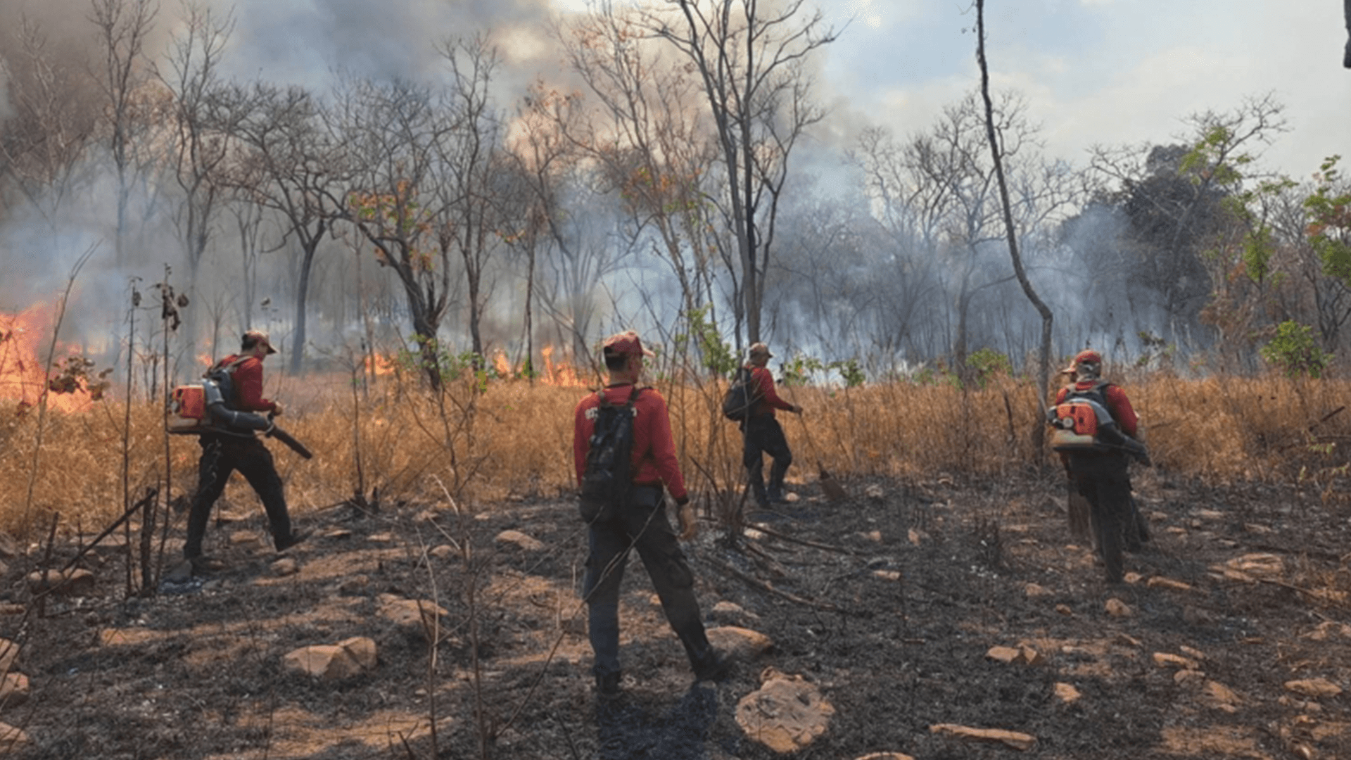 Forest fires damage about 800 hectares of deciduous forest in Nakhon ...