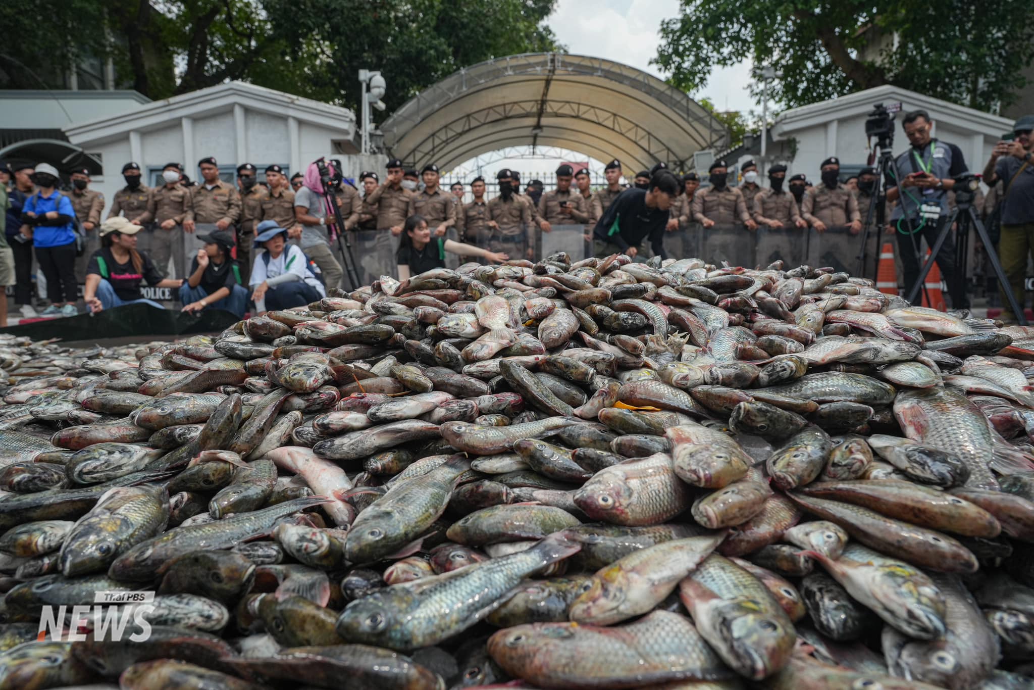 A fishy protest: Affected locals dump blackchin tilapia at Government House