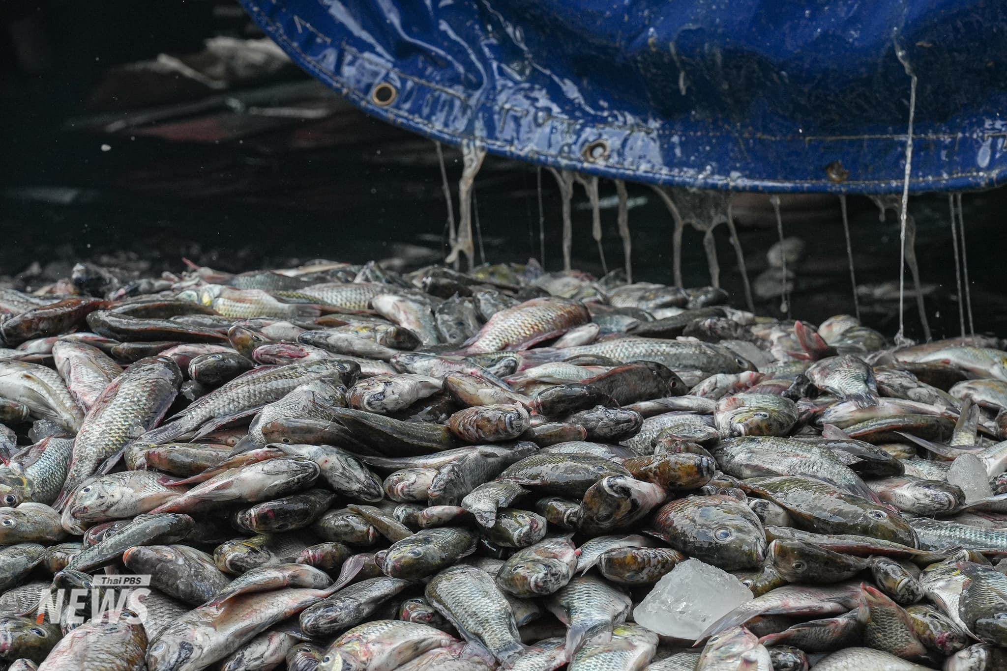 A fishy protest: Affected locals dump blackchin tilapia at G