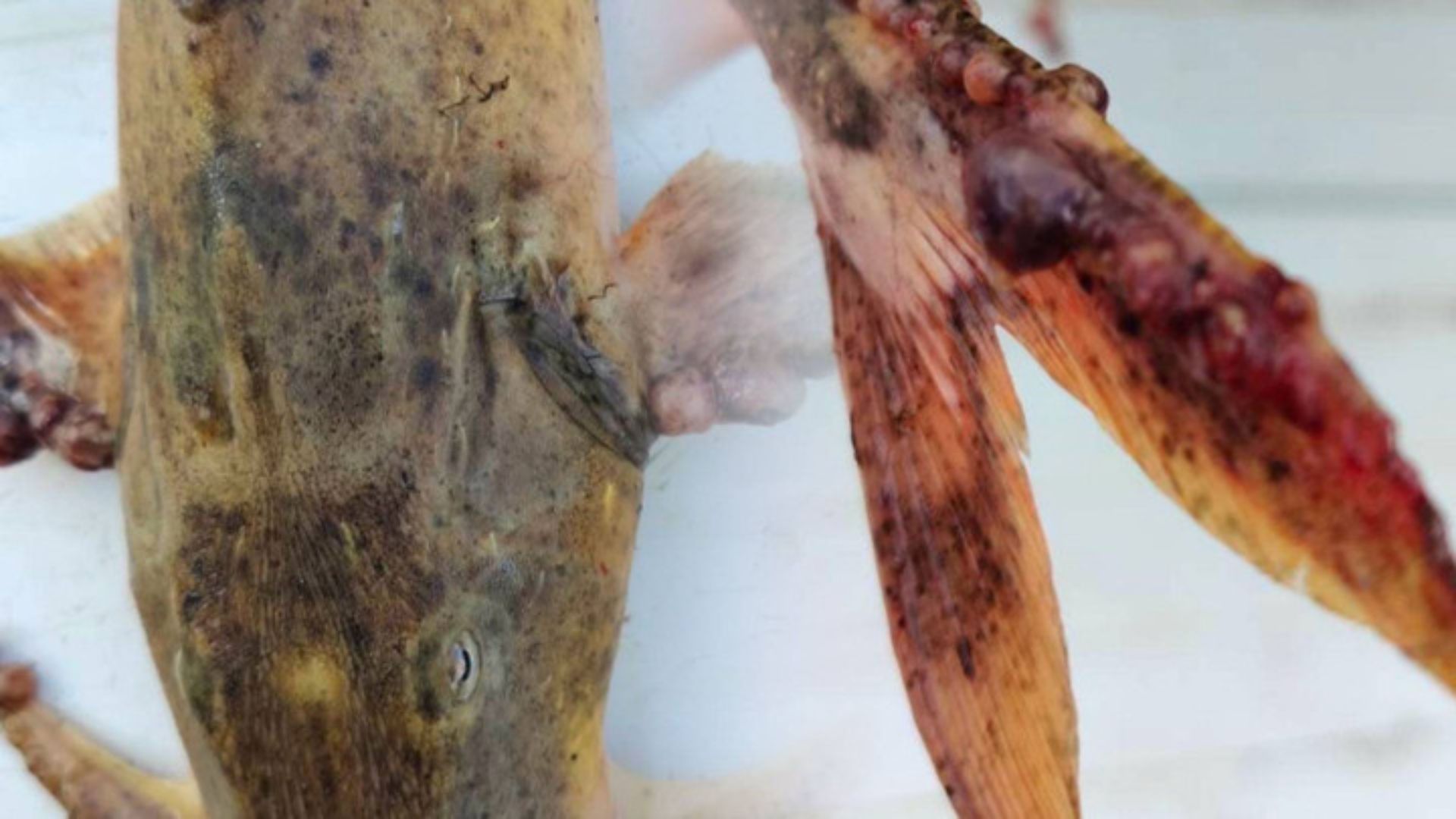 Probe urged into abnormalities found in fish from Kok River