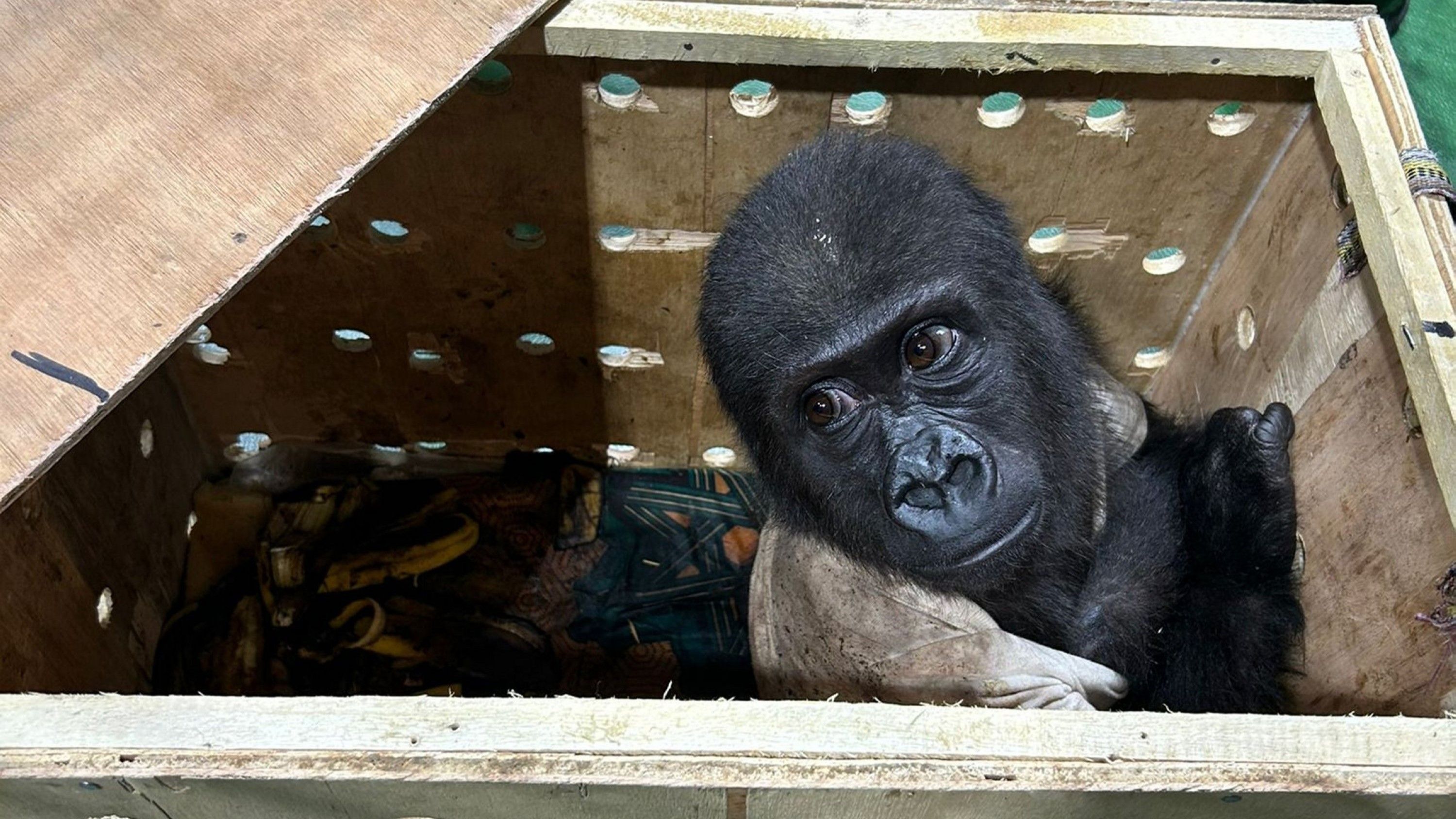 Baby gorilla smuggled from Nigeria to Bangkok intercepted at Istanbul Airport