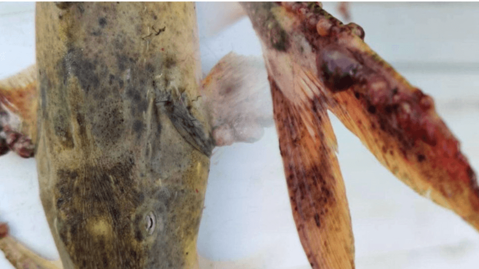 Fish from Kok River confirm they are safe for consumption
