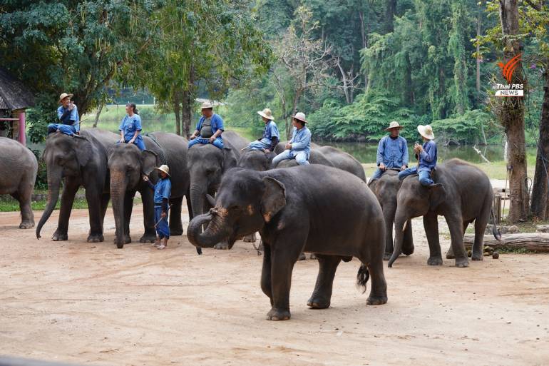 Mahout profession on brink of extinction before elephants, expert warns