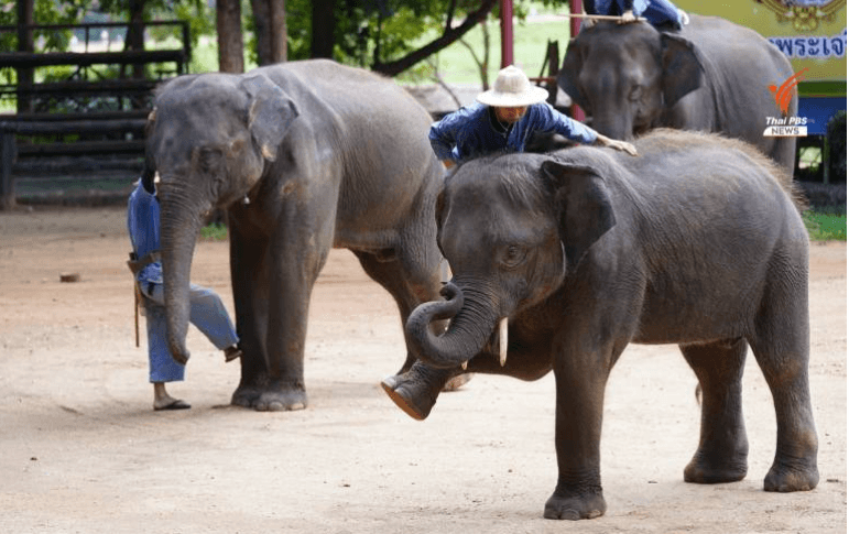 Mahout profession on brink of extinction before elephants, expert warns