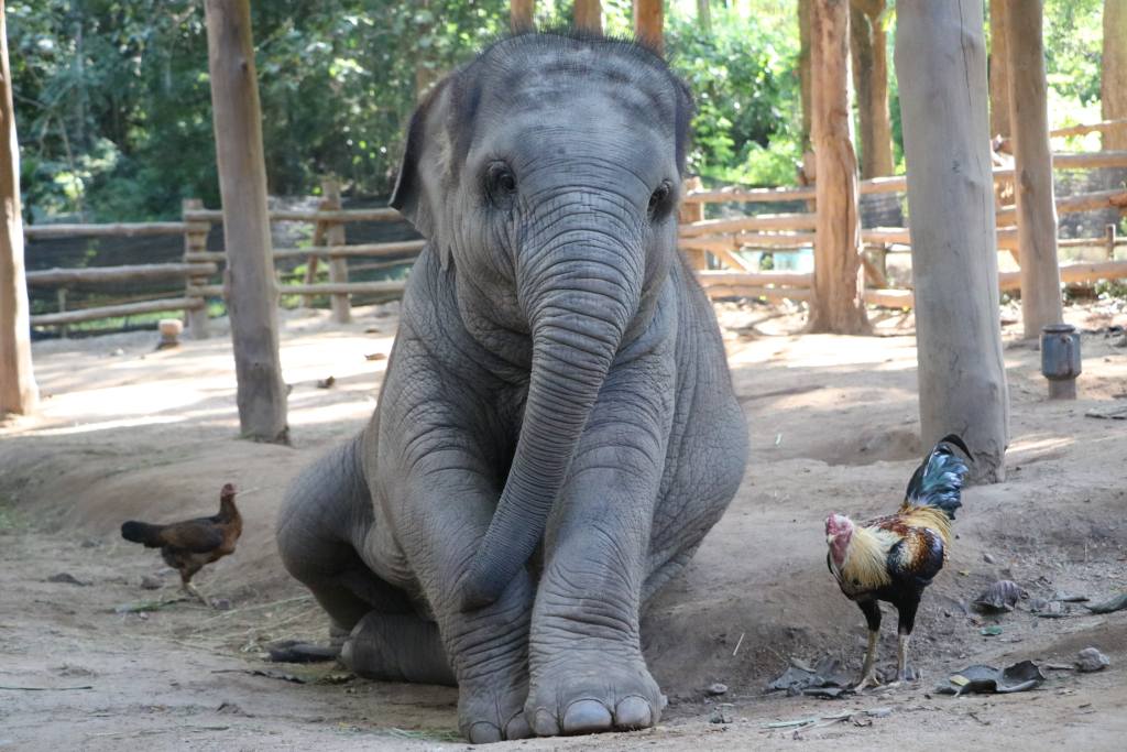 Meena and Edward : a tale of unlikely friendship Thai PBS World