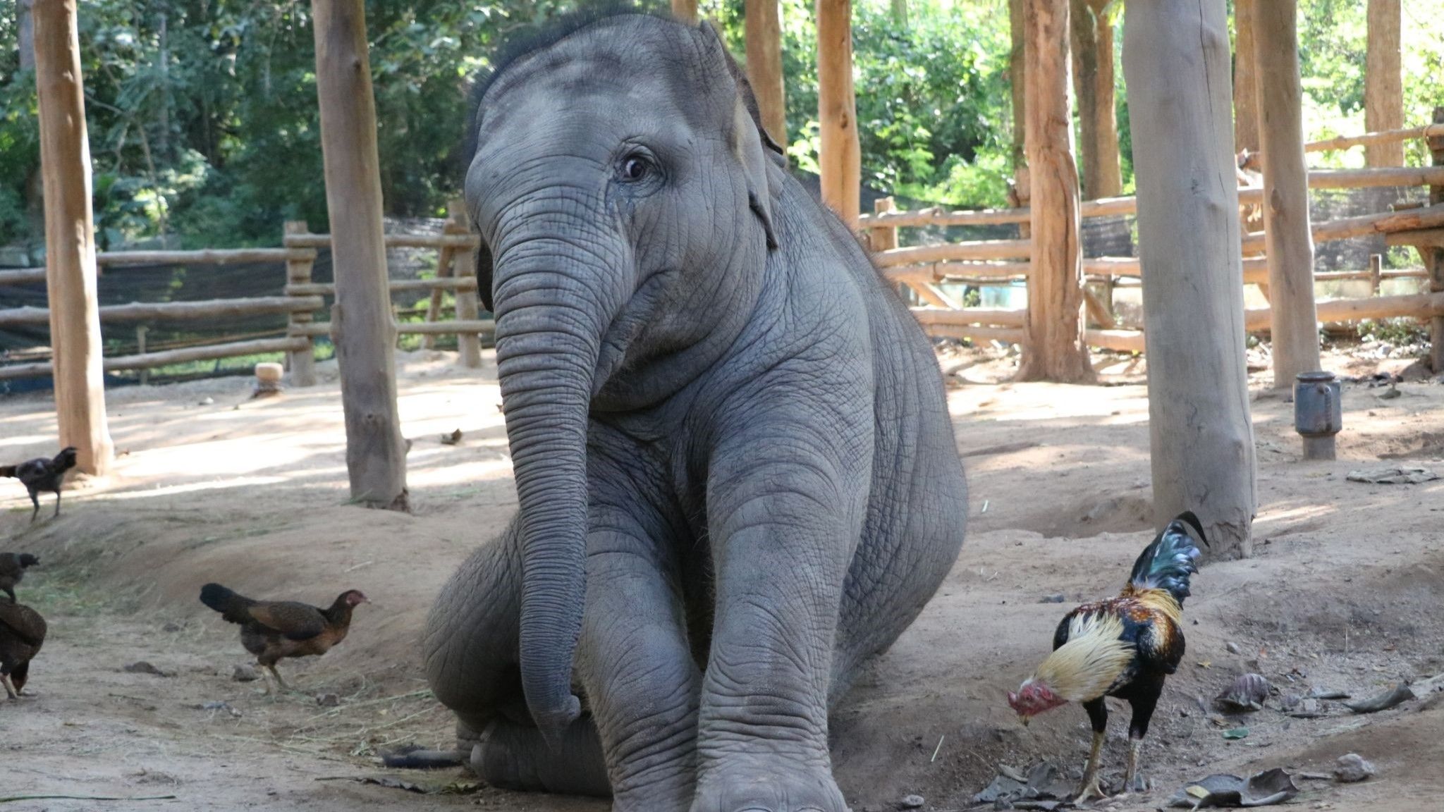 Meena and Edward : a tale of unlikely friendship