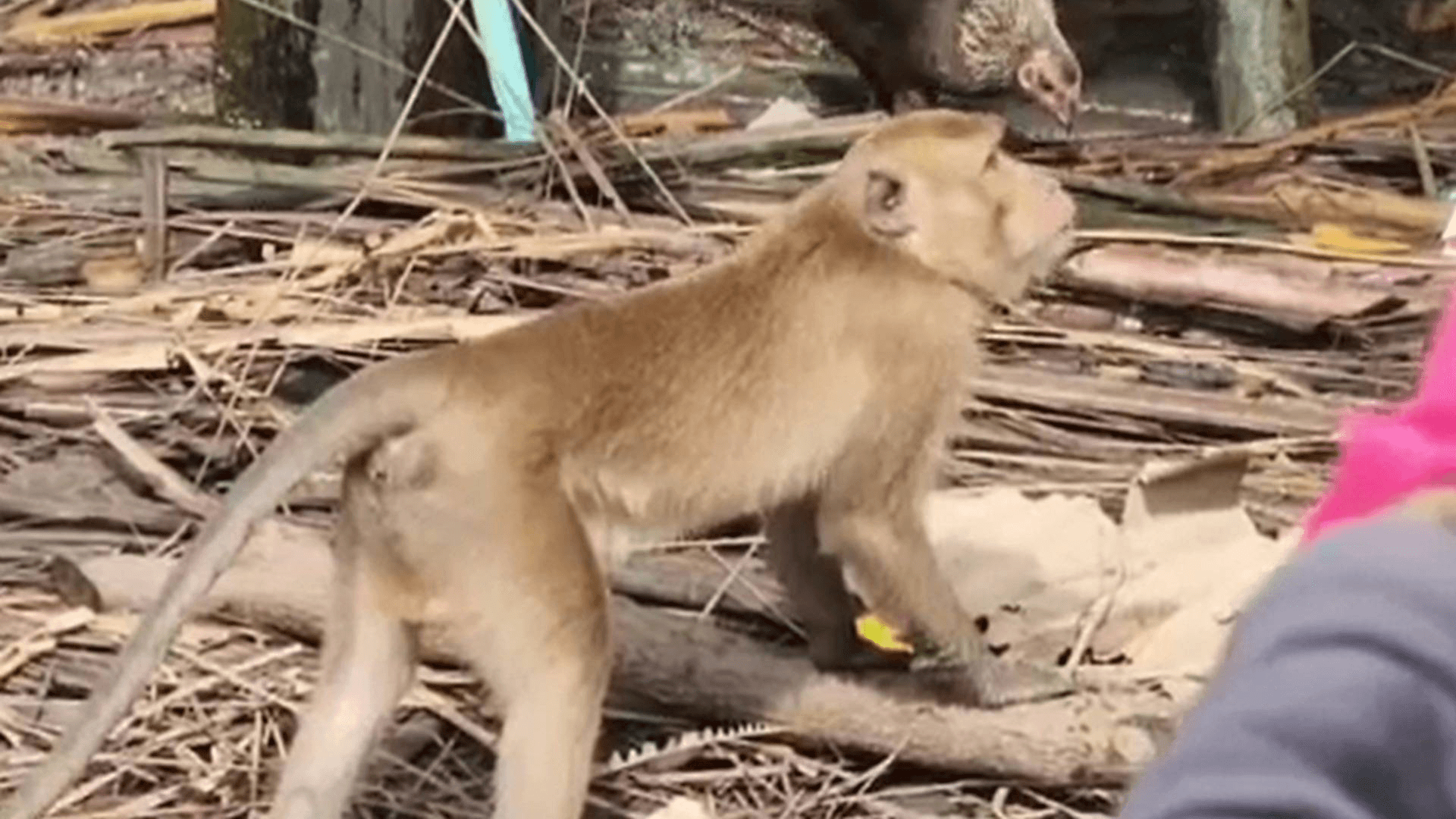 Monkeys invading communities in Krabi