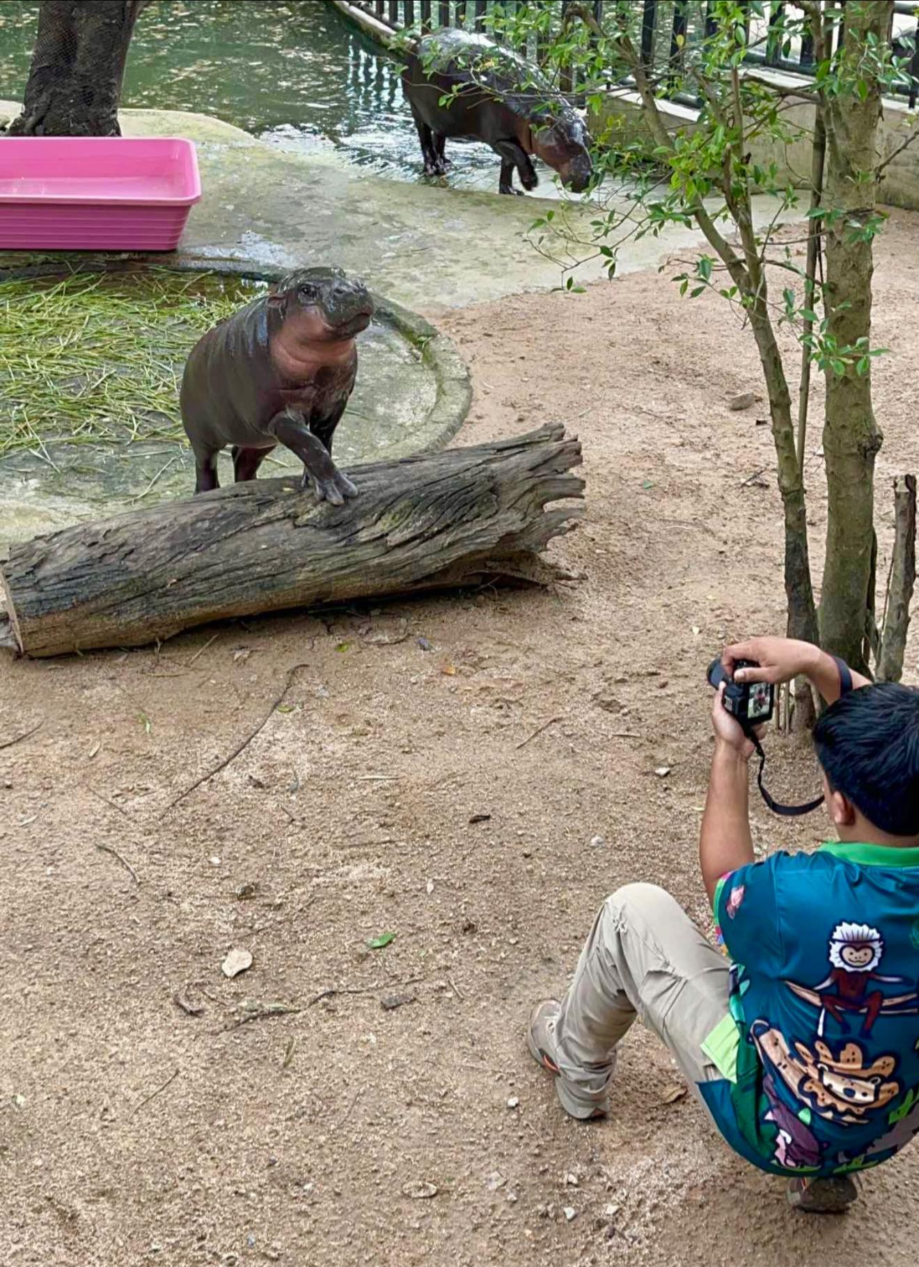 Zoo insists Moo Deng’s living conditions reflect natural behaviour