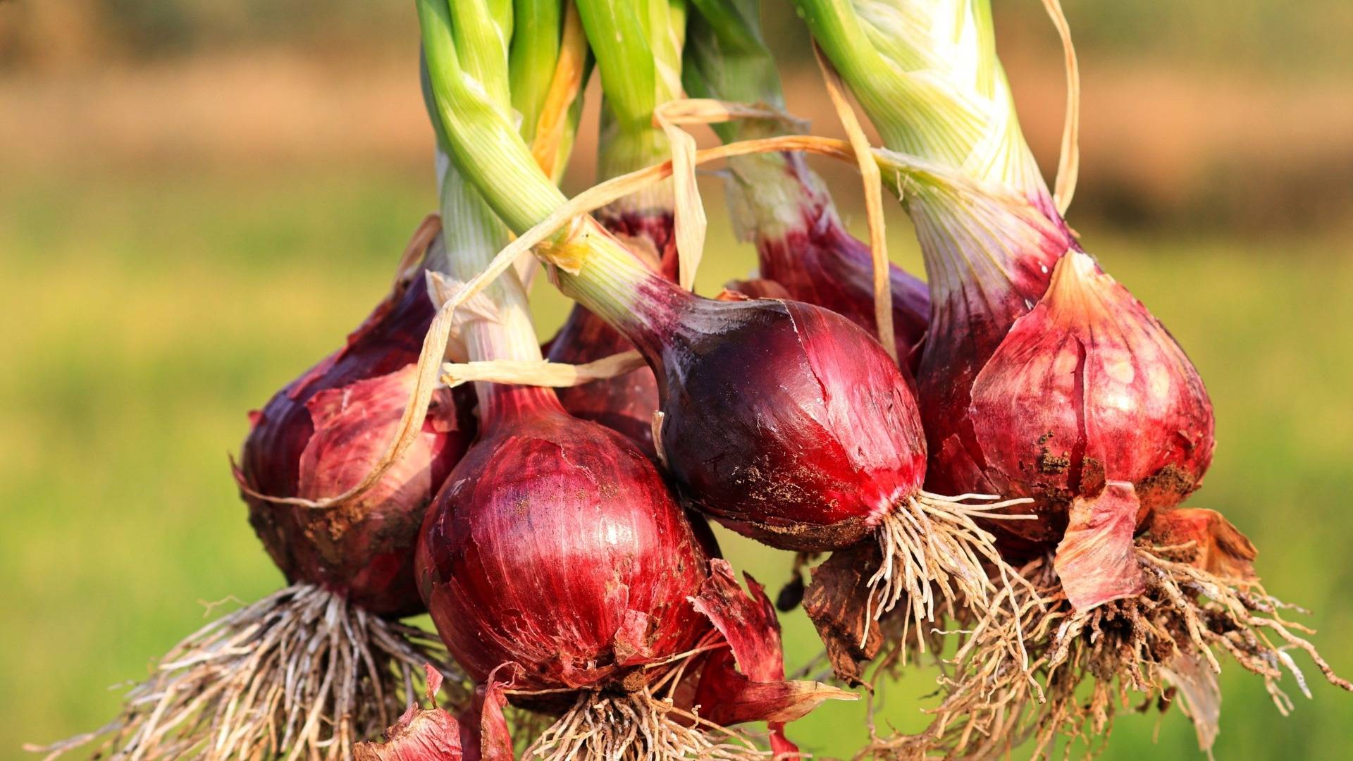 Thailand expanding intra-ASEAN market share for herbal red onion