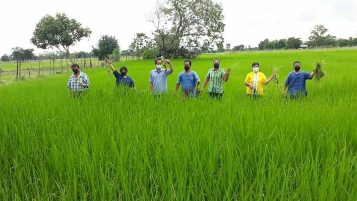 New Young Green Hom Mali rice touted for health benefits