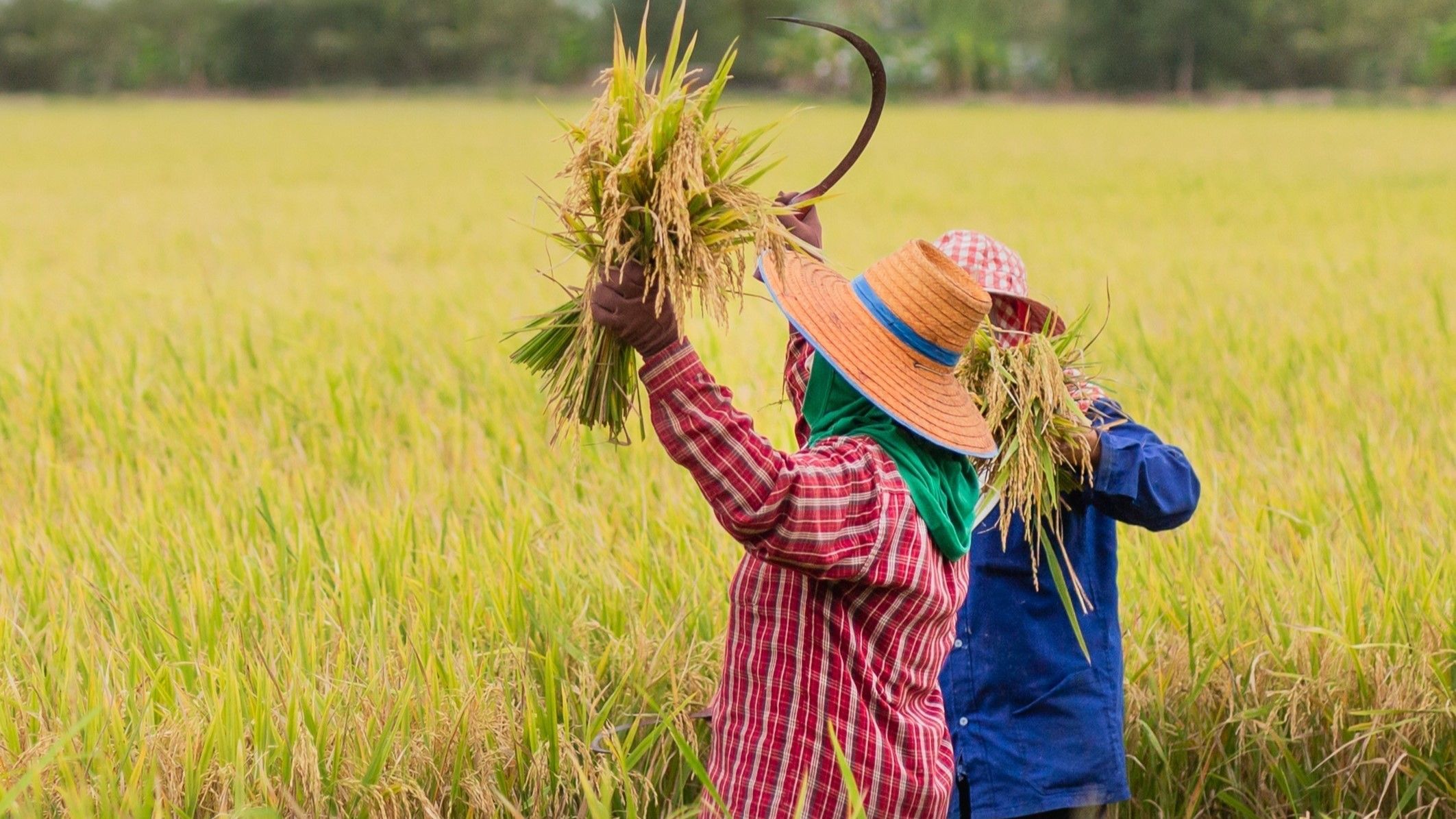 Falling rice prices a hot potato for Thai government