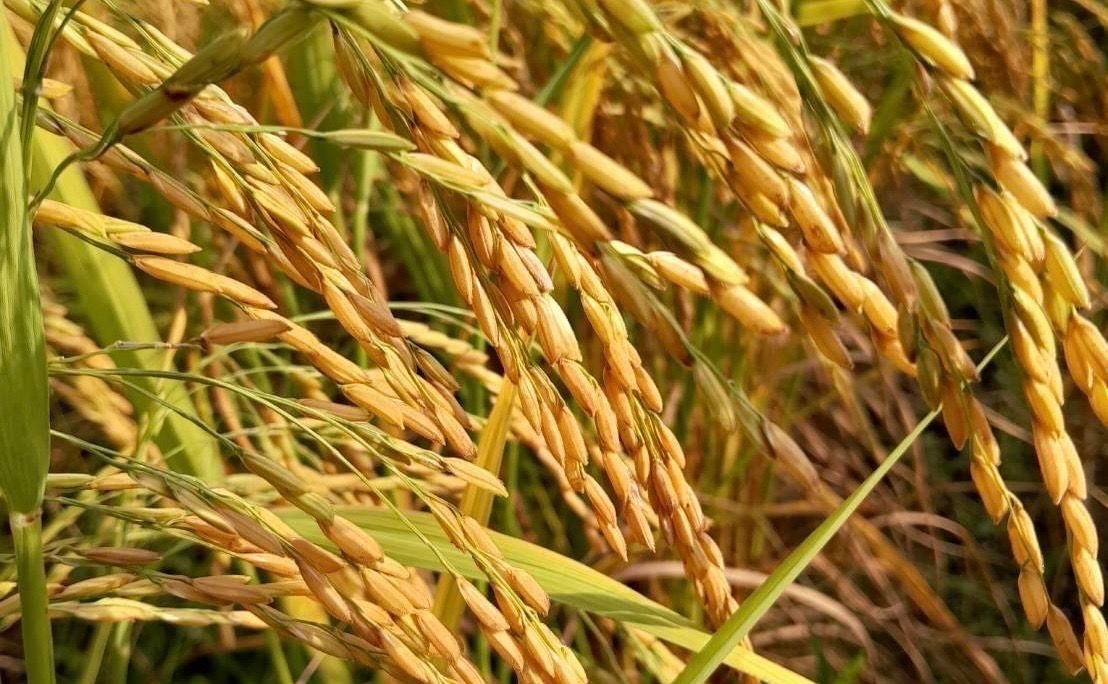Thai rice: a wealth of indigenous rice varieties