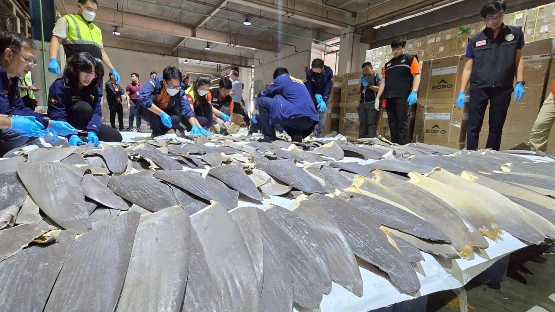 Illegal shark fin shipment from Caribbean intercepted in Bangkok