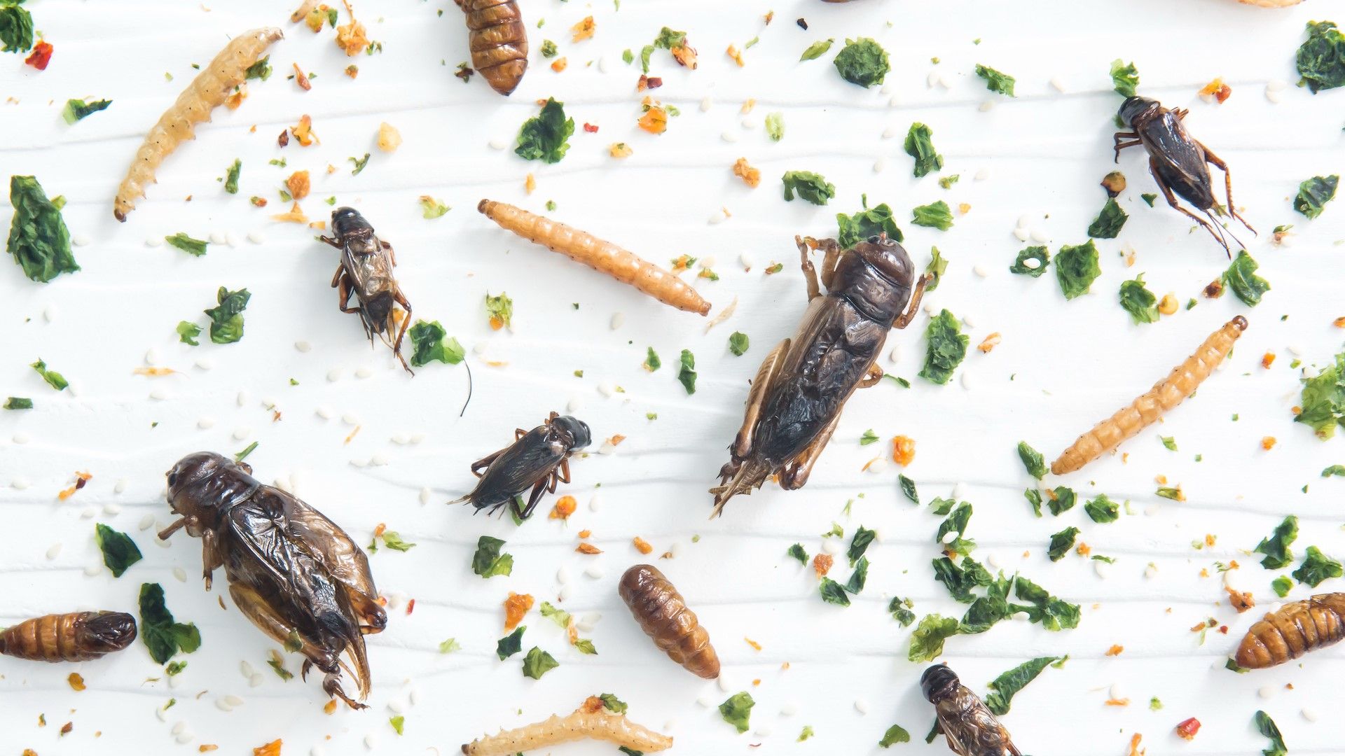 Bugs – a boon for the health, the environment and the economy