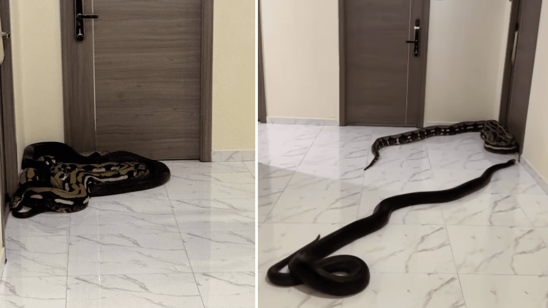 Snakes in the Hallway: Condo pet dispute goes viral