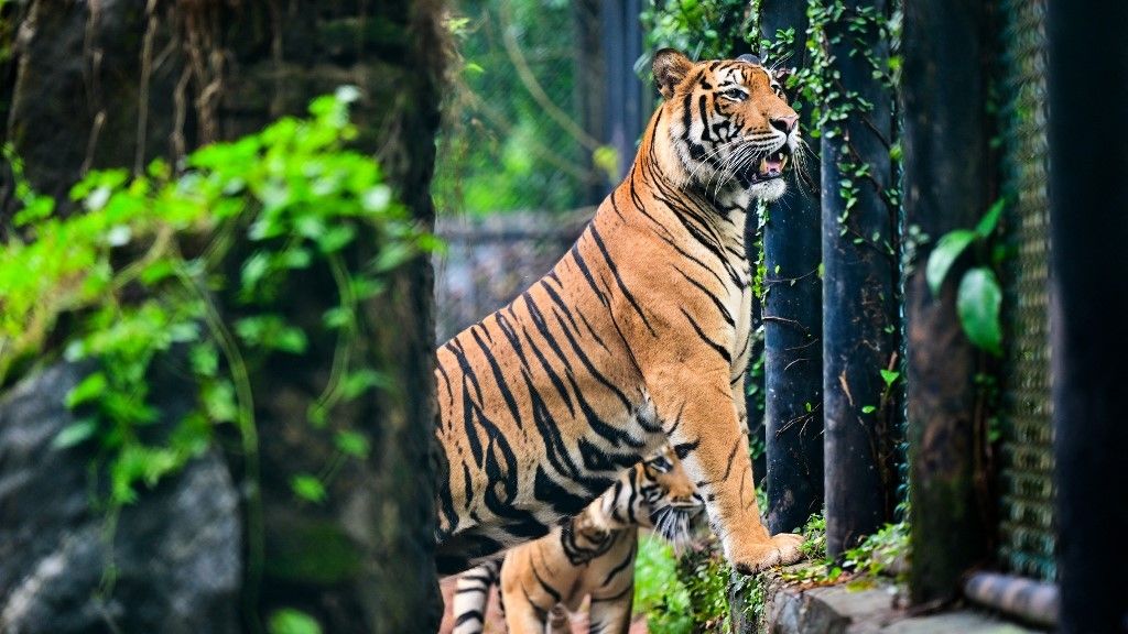 Denmark zoo asks people to donate their small pets as food for captive ...