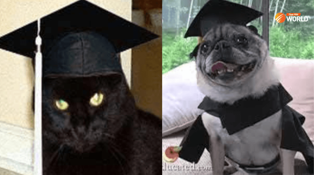 Degree mills: How to spot them (and how much they charge)