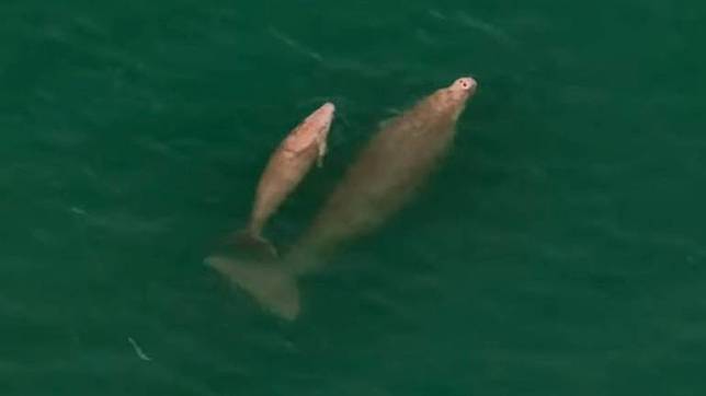 Dugongs returning to Phuket