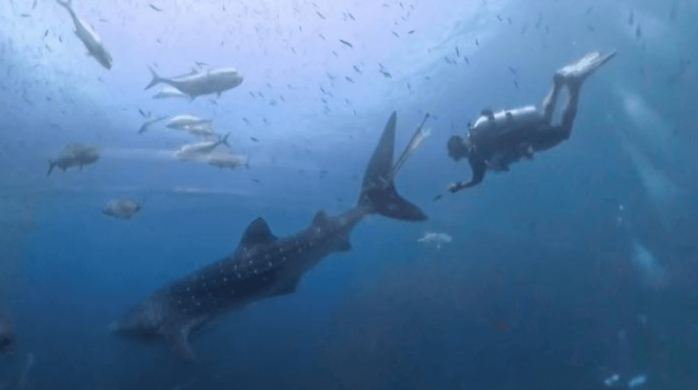 Divers mobilise to save whale shark caught in fishing net
